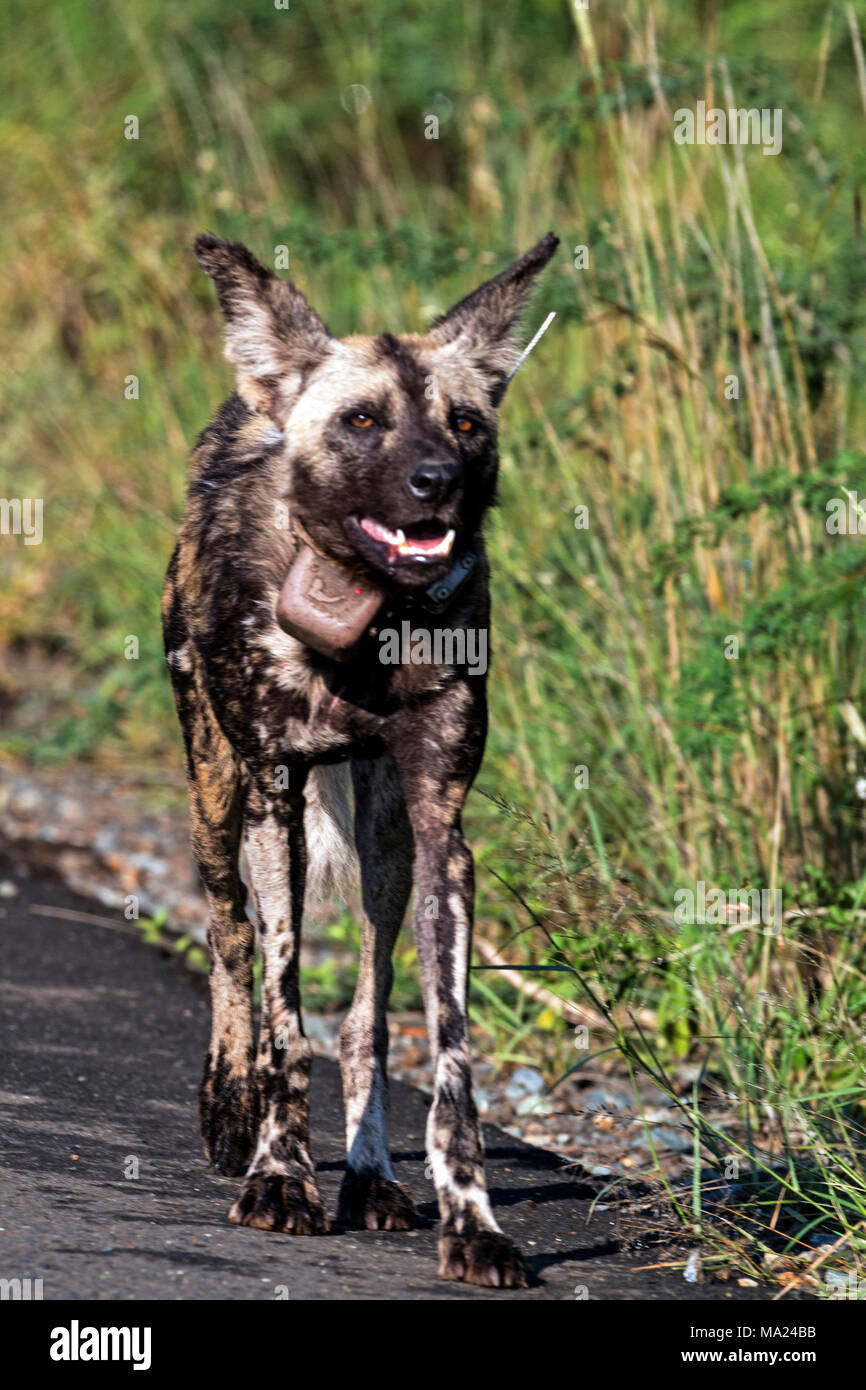 Close up of rare endangered African Painted wild dog fitted with ...