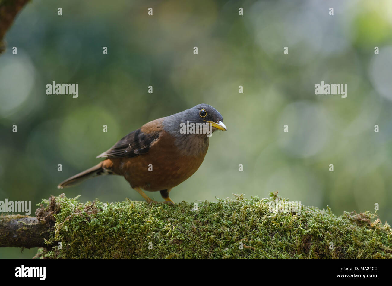 Chestnut thrush (Turdus rubrocanus) bird in nature Thailand Stock Photo ...