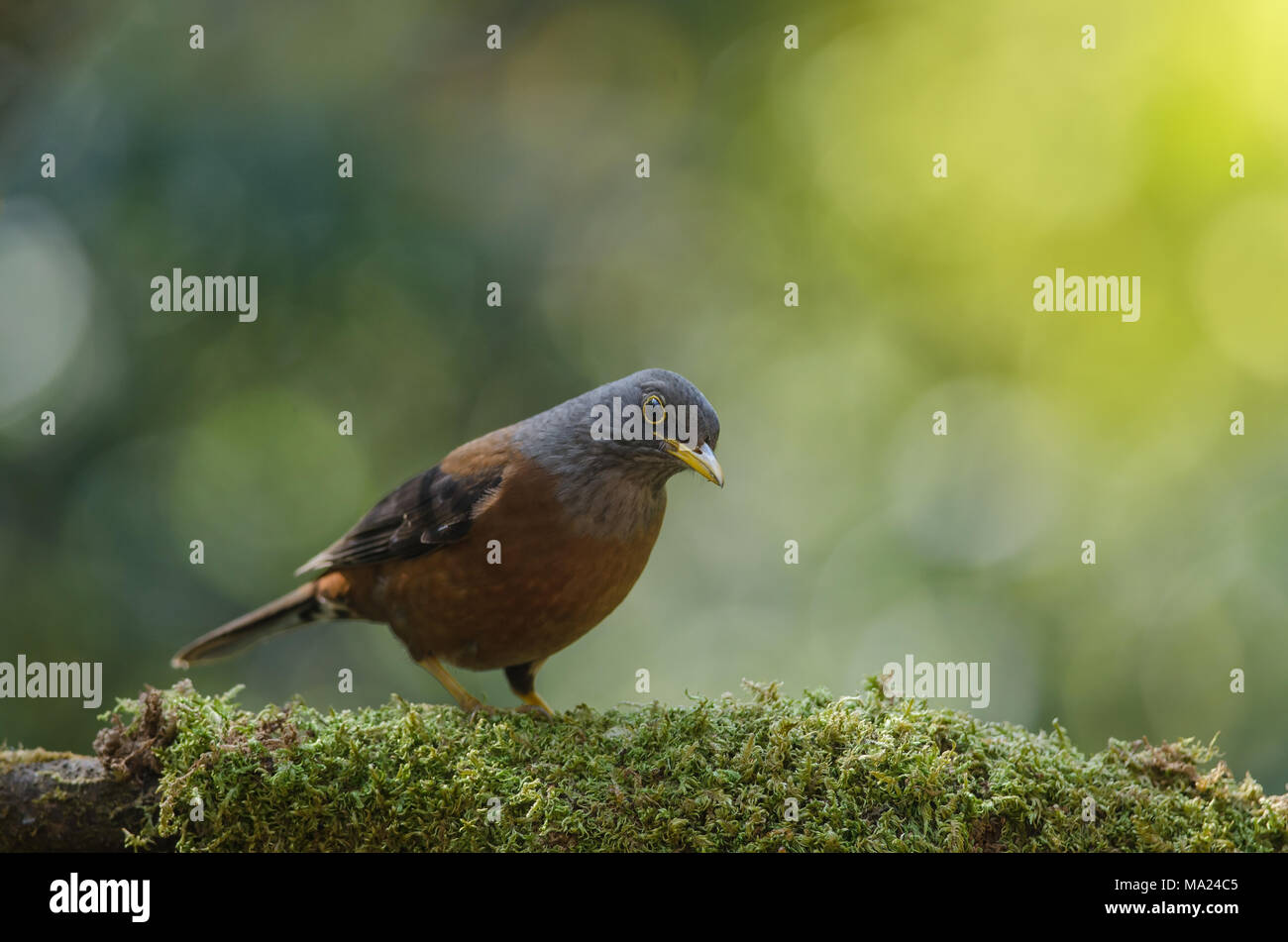 Chestnut thrush (Turdus rubrocanus) bird in nature Thailand Stock Photo ...