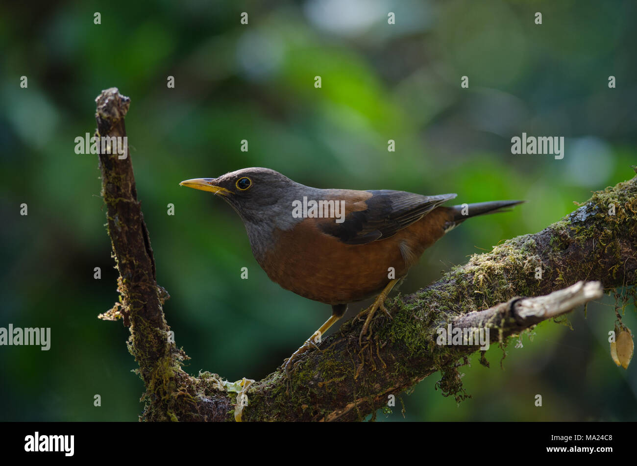 Chestnut thrush in thailand hi-res stock photography and images - Alamy