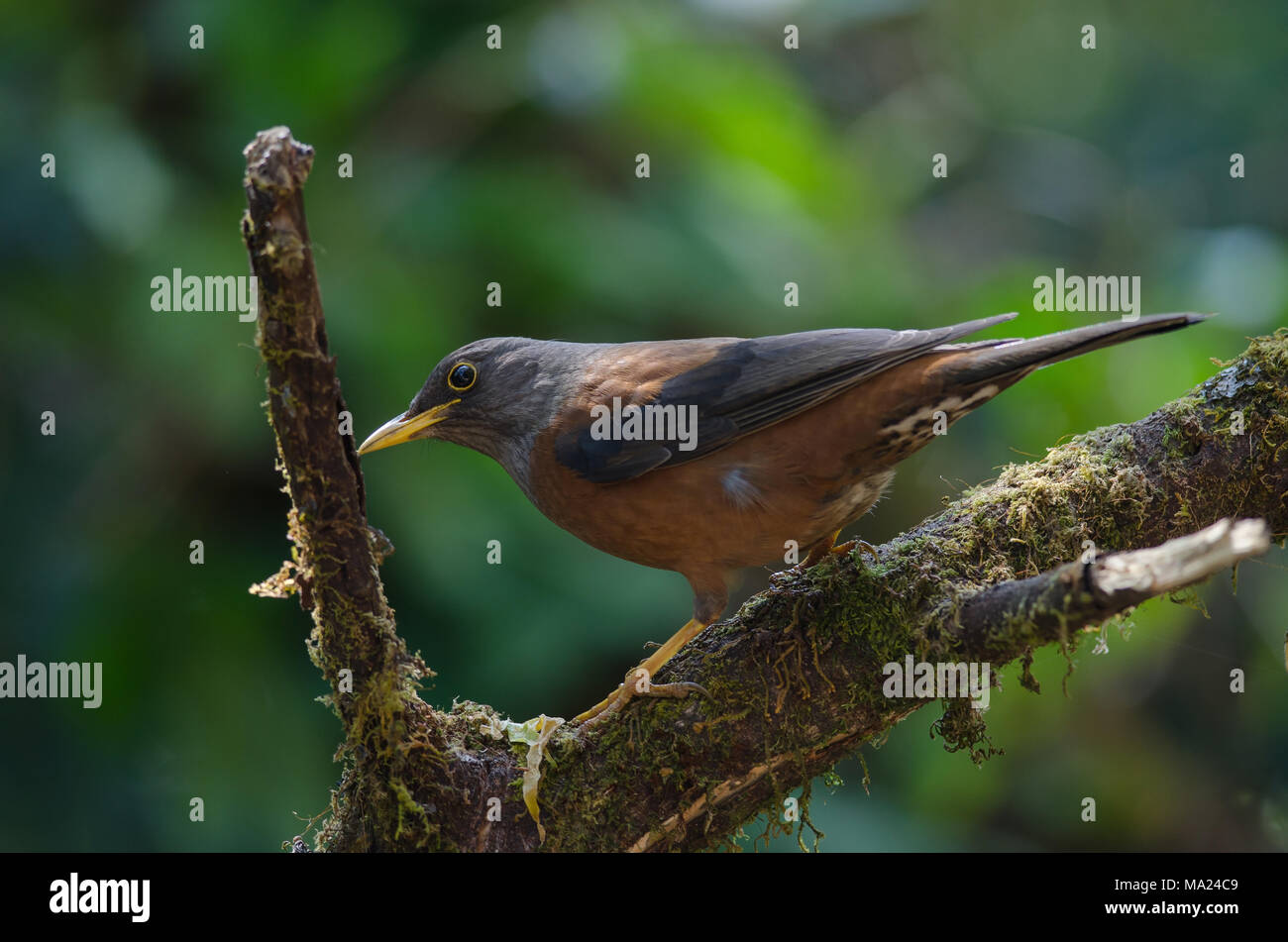 Chestnut thrush in thailand hi-res stock photography and images - Alamy