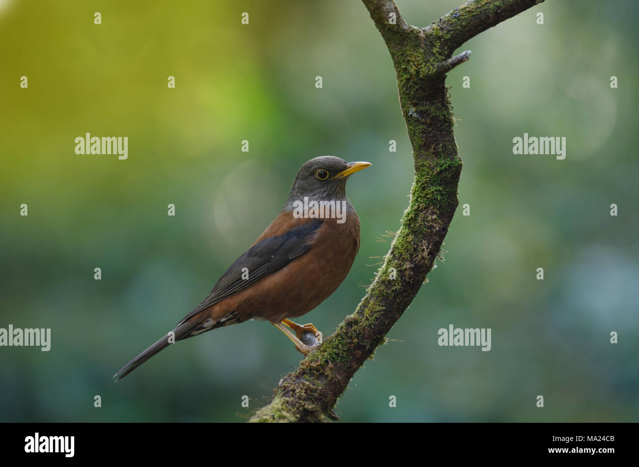 Chestnut thrush (Turdus rubrocanus) bird in nature Thailand Stock Photo ...