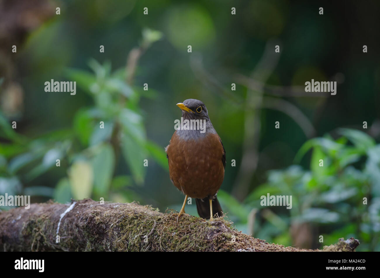 Chestnut thrush in asia hi-res stock photography and images - Alamy