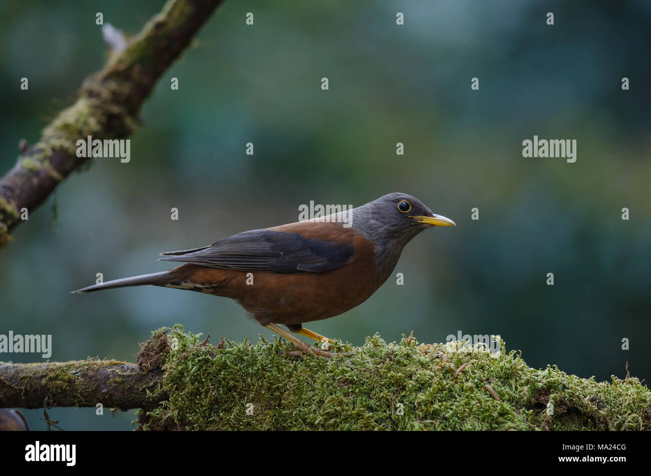 Chestnut thrush in thailand hi-res stock photography and images - Alamy