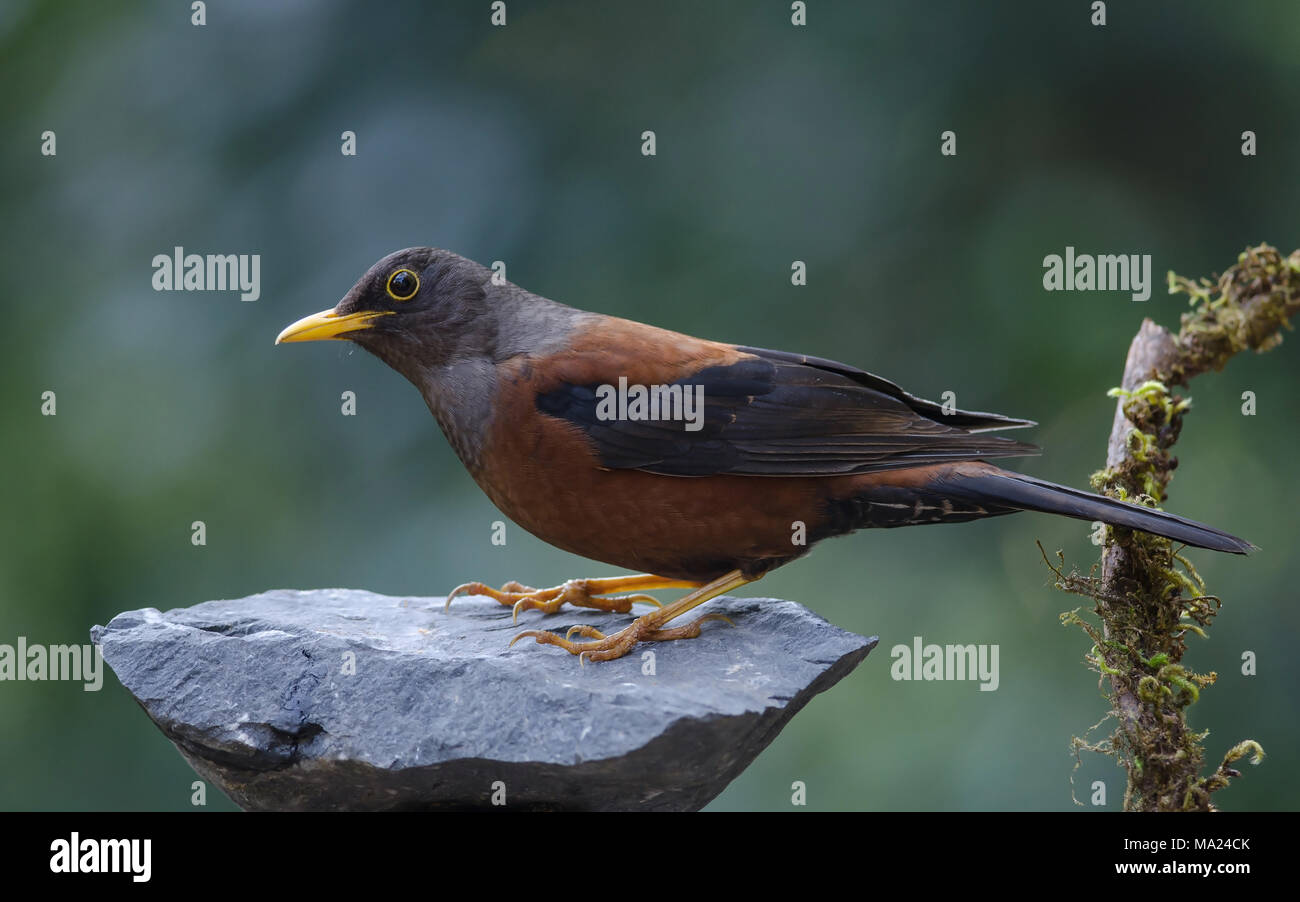 Chestnut thrush in asia hi-res stock photography and images - Alamy