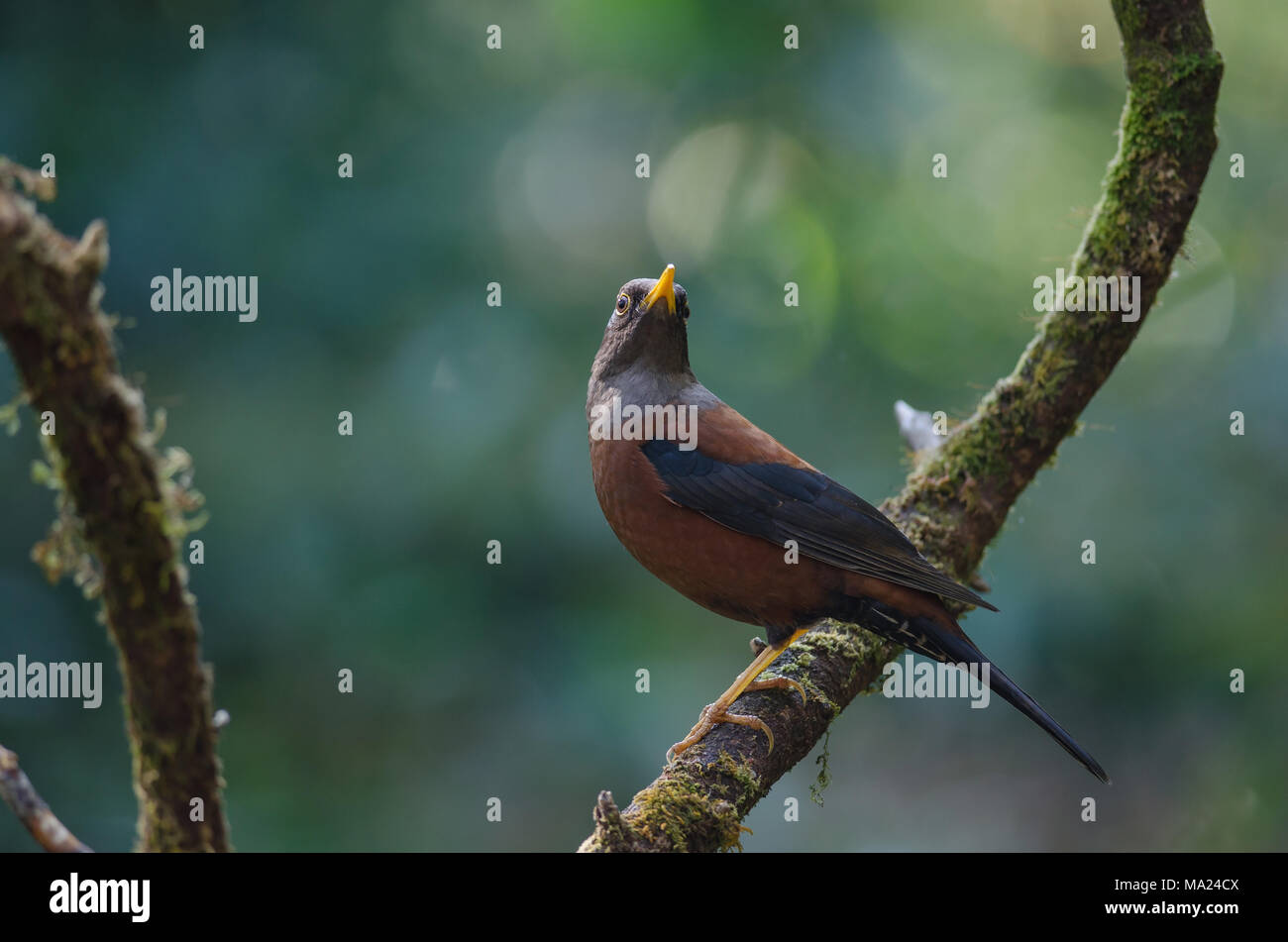 Chestnut thrush in asia hi-res stock photography and images - Alamy