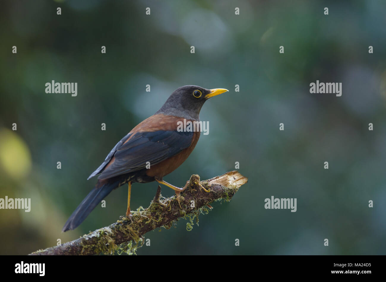 Chestnut thrush in asia hi-res stock photography and images - Alamy