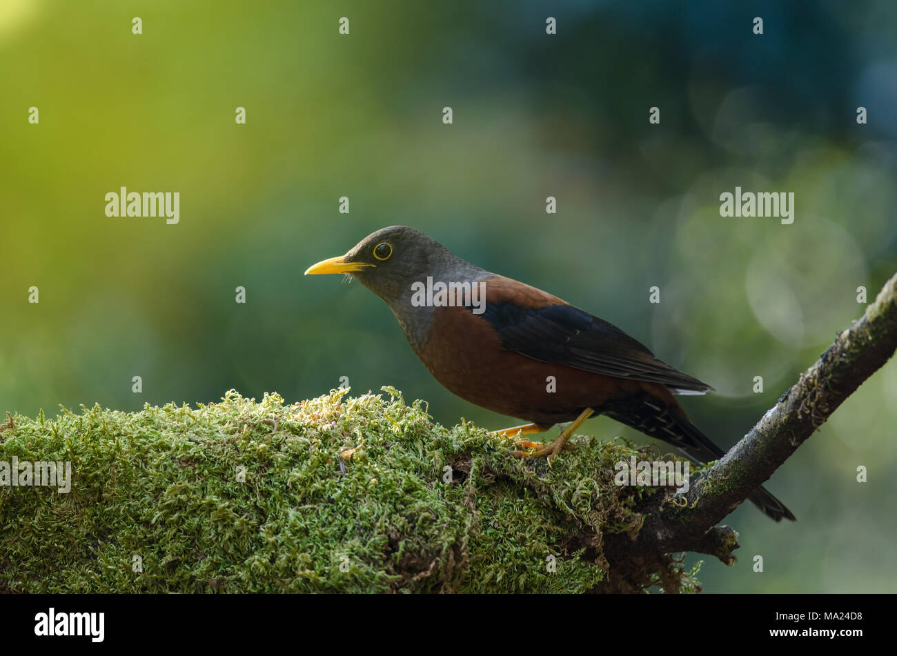 Chestnut thrush in asia hi-res stock photography and images - Alamy