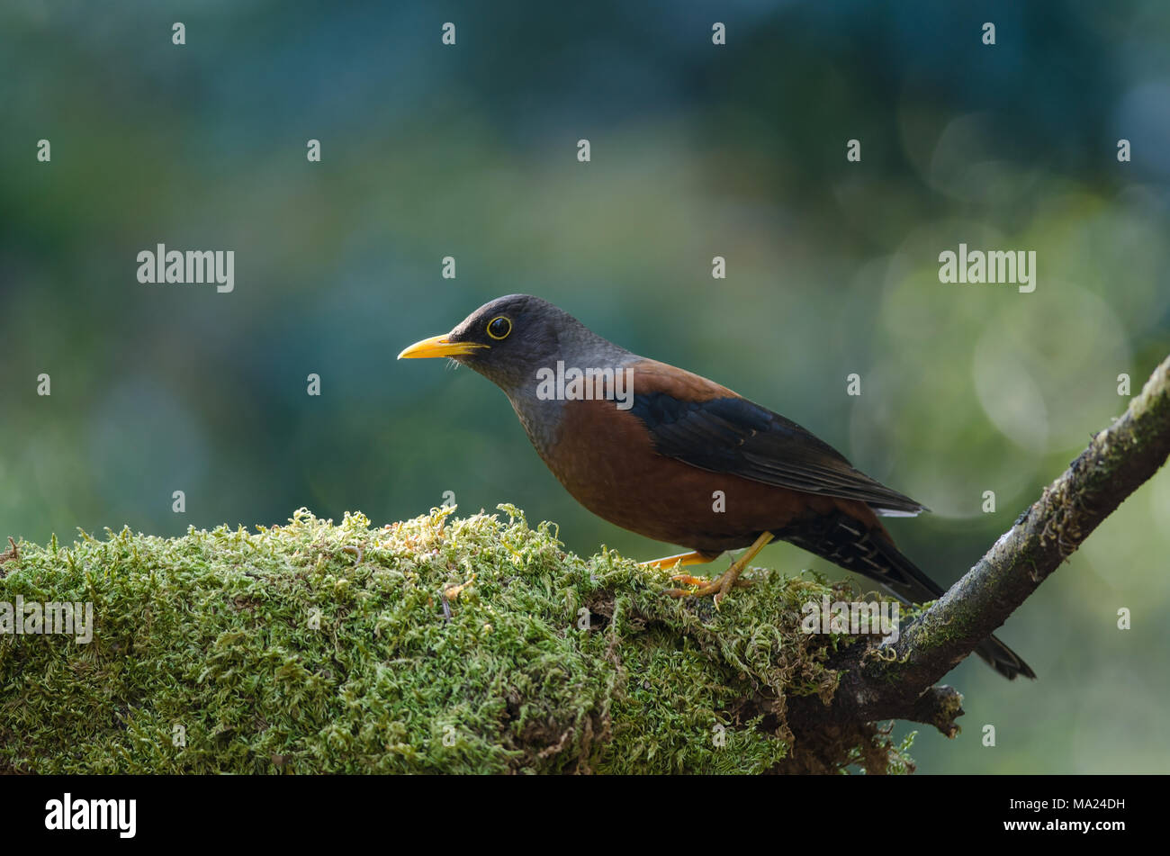 Chestnut thrush in thailand hi-res stock photography and images - Alamy