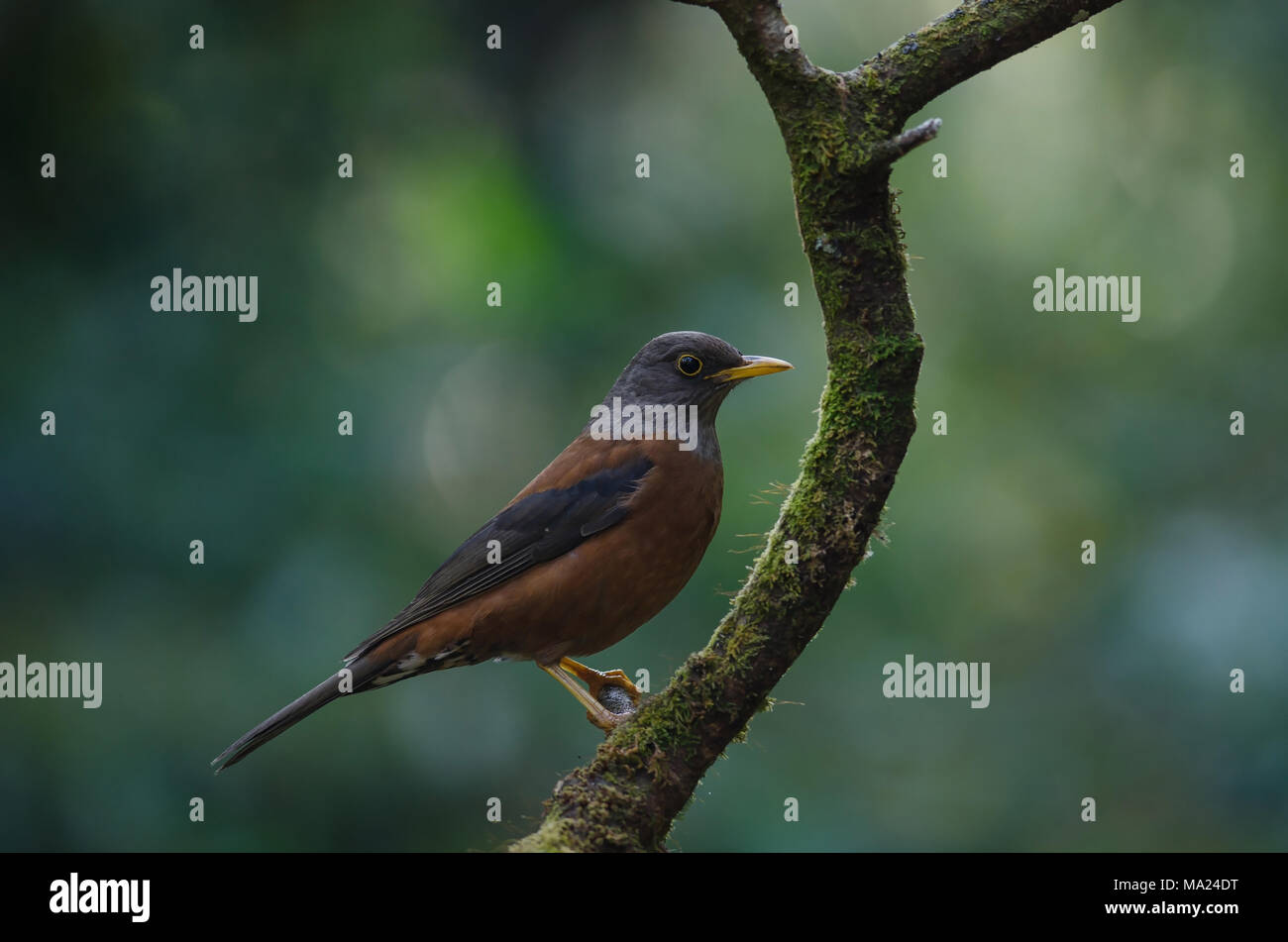 Chestnut thrush in asia hi-res stock photography and images - Alamy