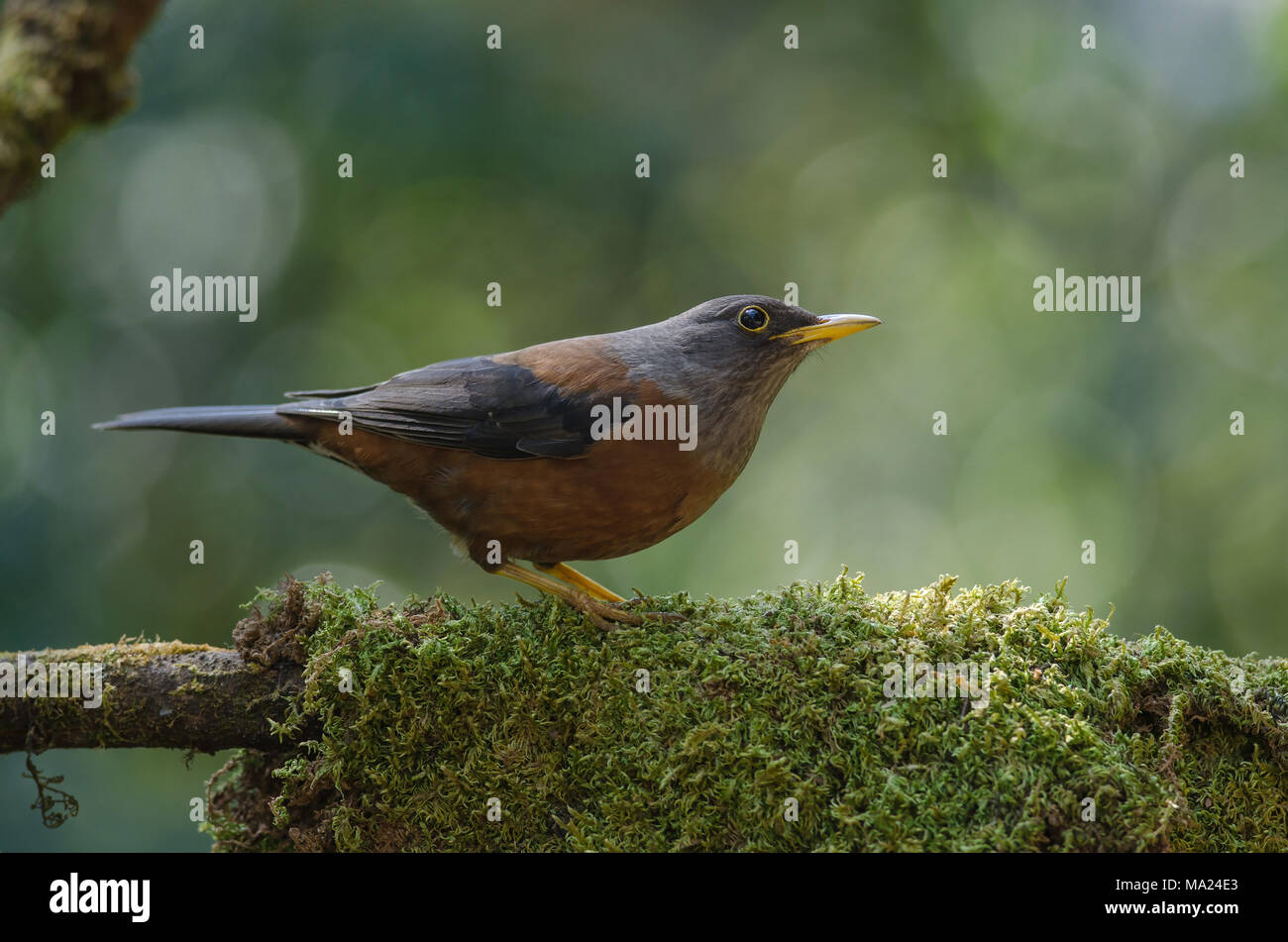 Chestnut thrush in asia hi-res stock photography and images - Alamy