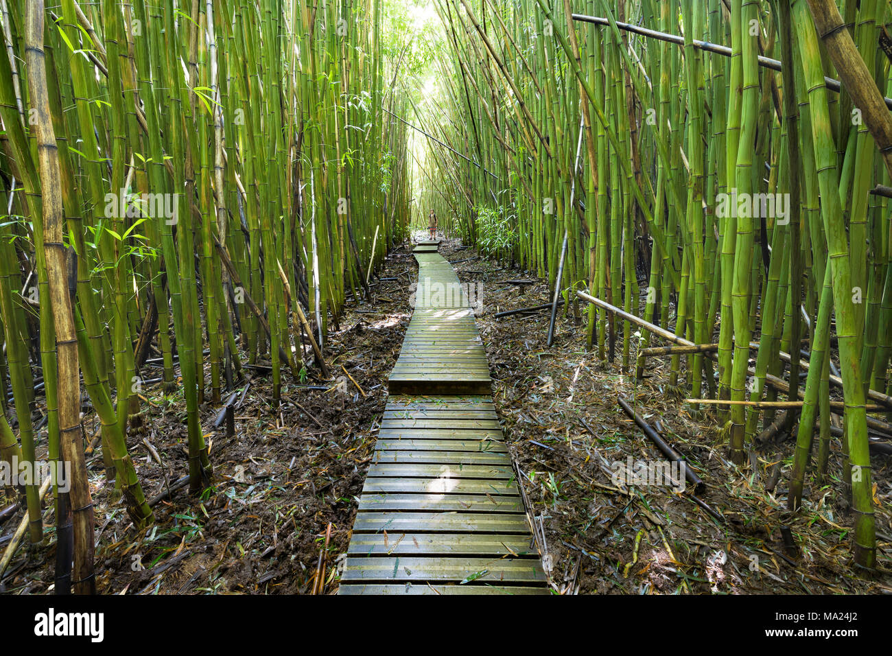 A raised wooden walkway through the bamboo forest that leads to Waimoku ...