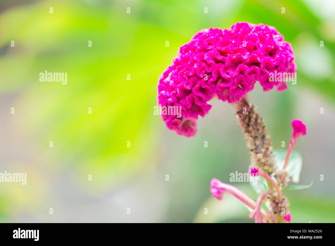 Cockscomb chinese wool flower hi-res stock photography and images - Alamy