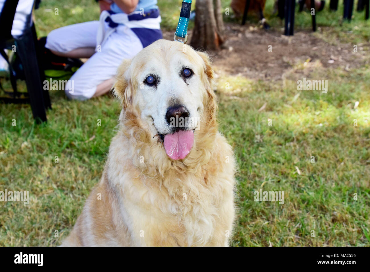 Old labrador hi-res stock photography and images - Alamy