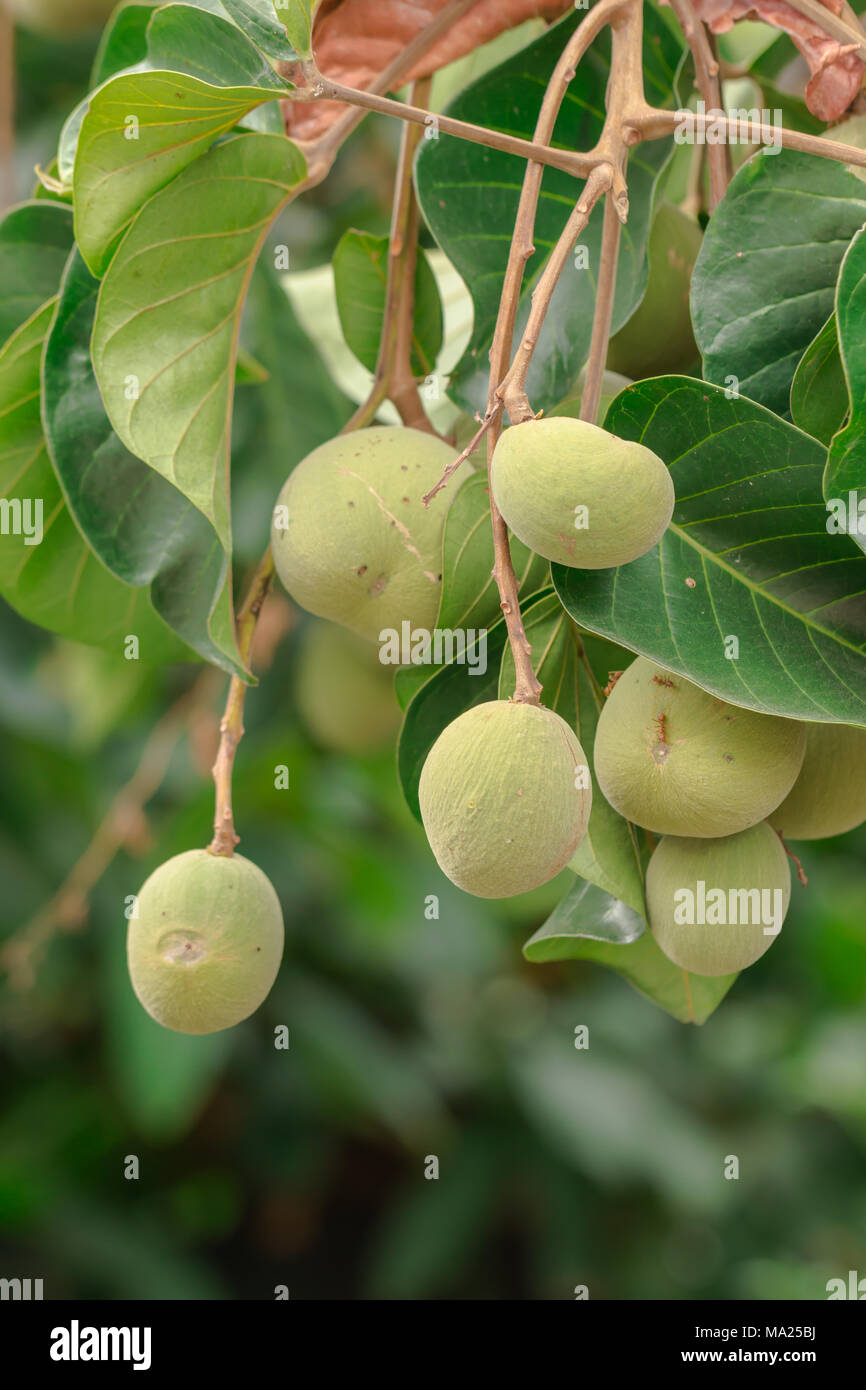 Santol hi-res stock photography and images - Alamy