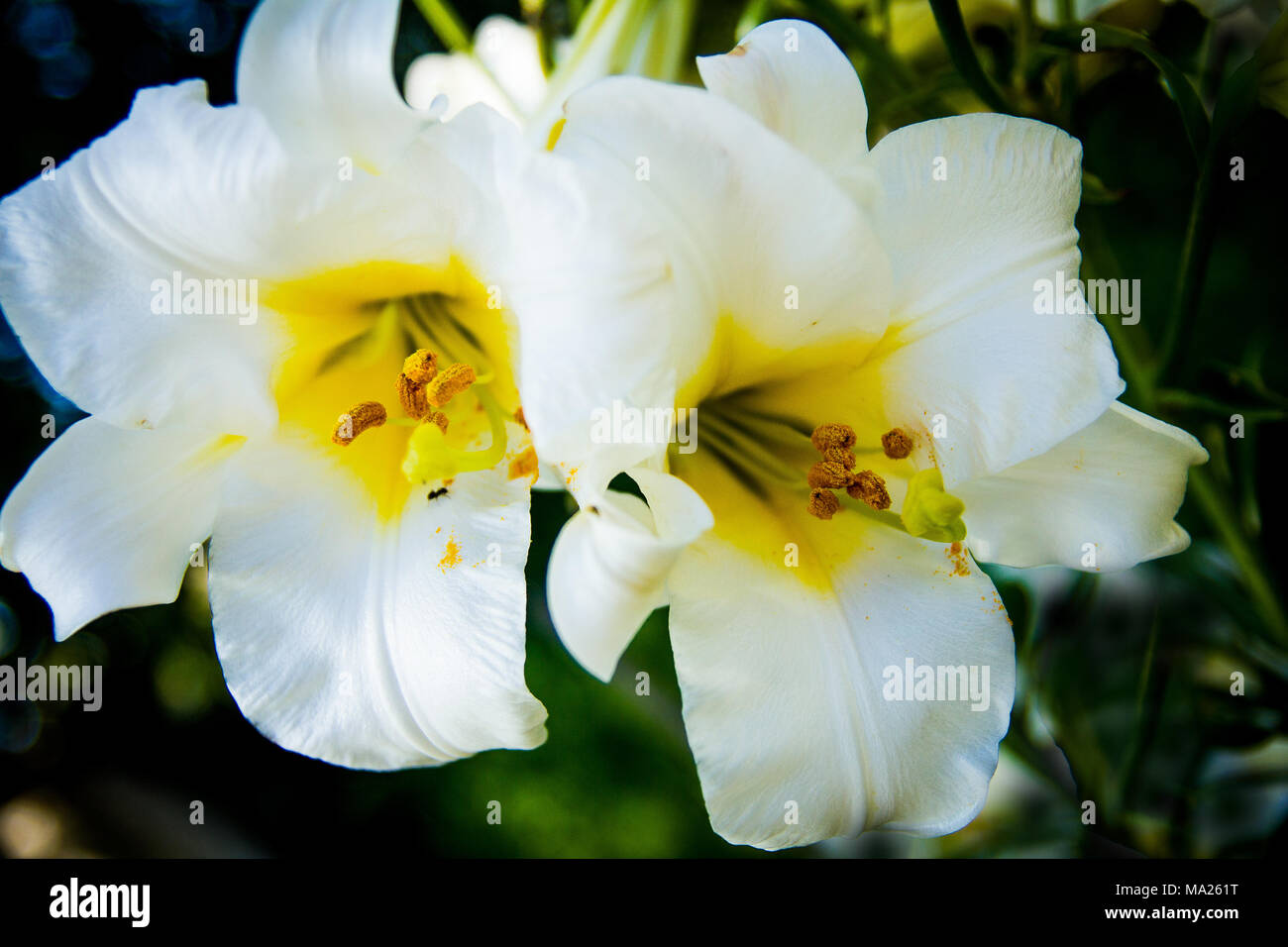 Beautiful fragrant white lily hi-res stock photography and images - Alamy