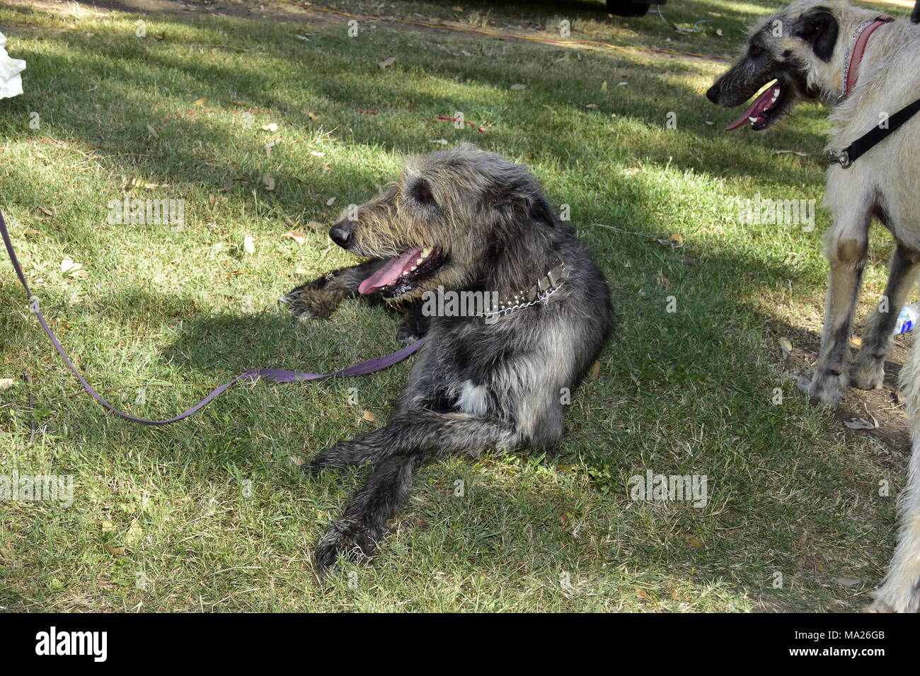 DOGS. IRISH WOLF HOUND Stock Photo - Alamy