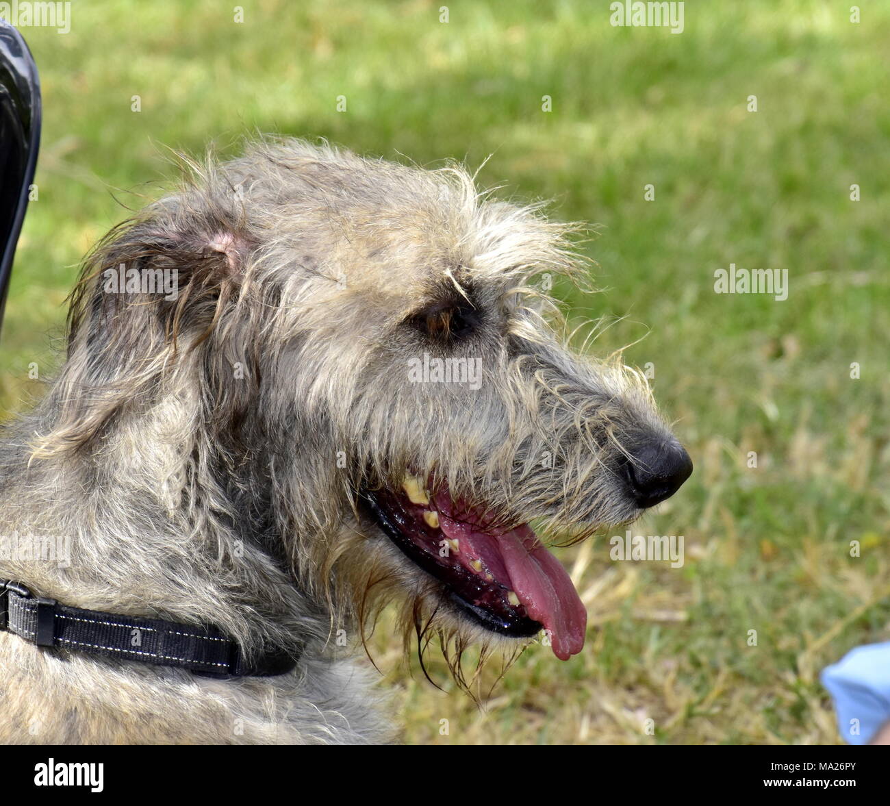 DOGS. IRISH WOLF HOUND Stock Photo - Alamy