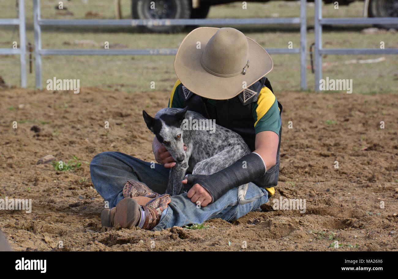DOG, blue healer Stock Photo - Alamy