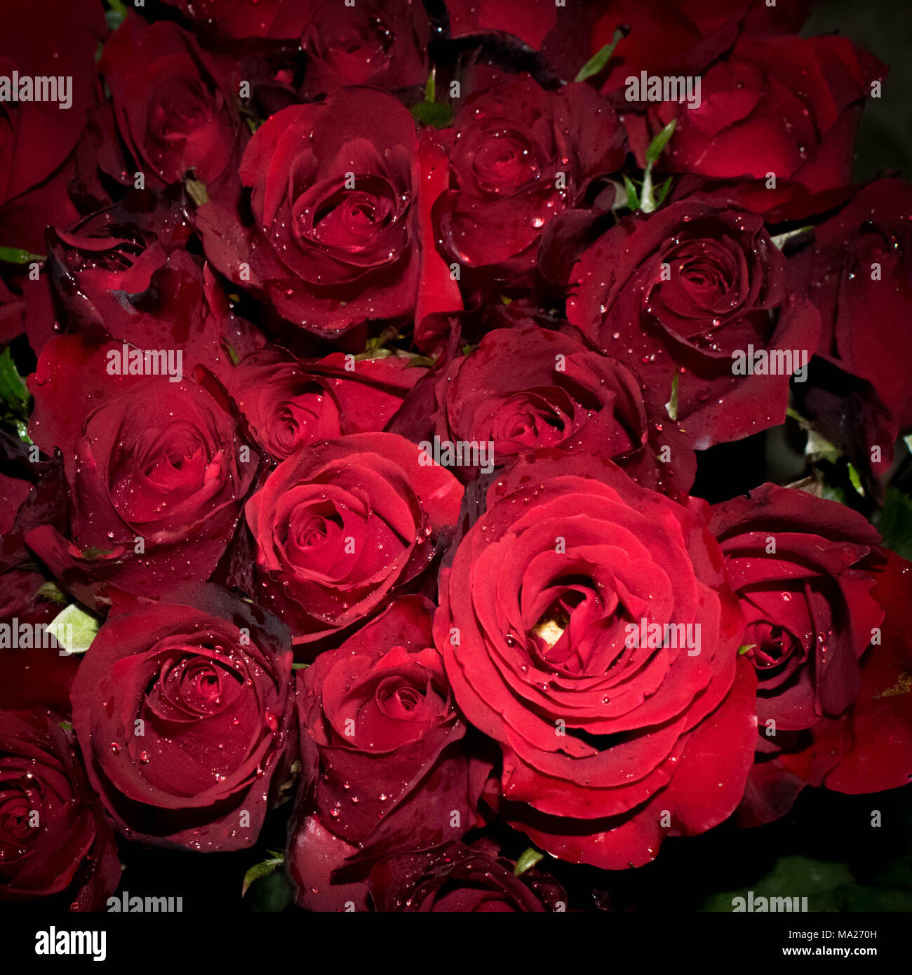 Square red rose flower head Stock Photo - Alamy