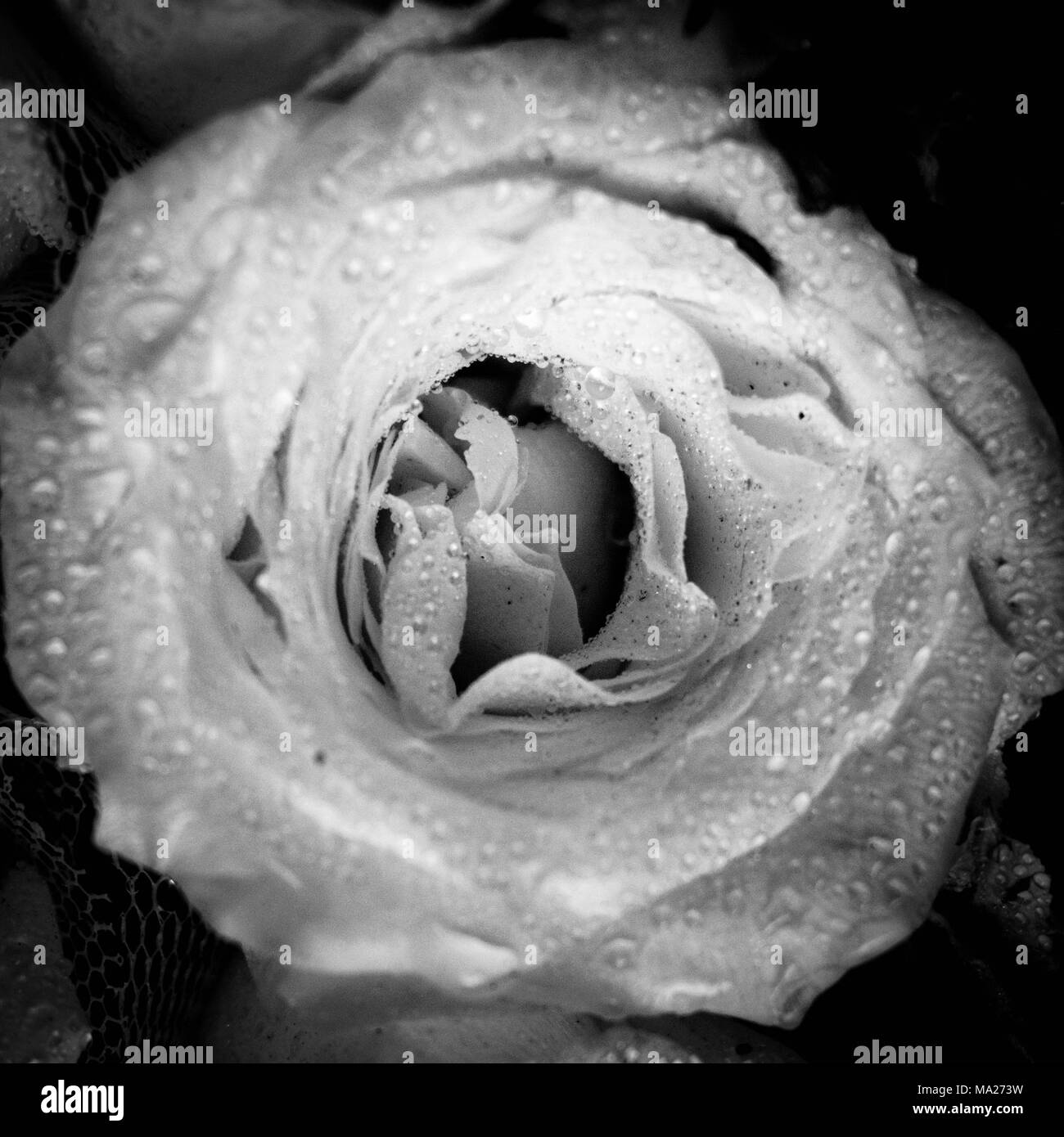 Rose rosa flower bud Black and White Stock Photos & Images - Alamy