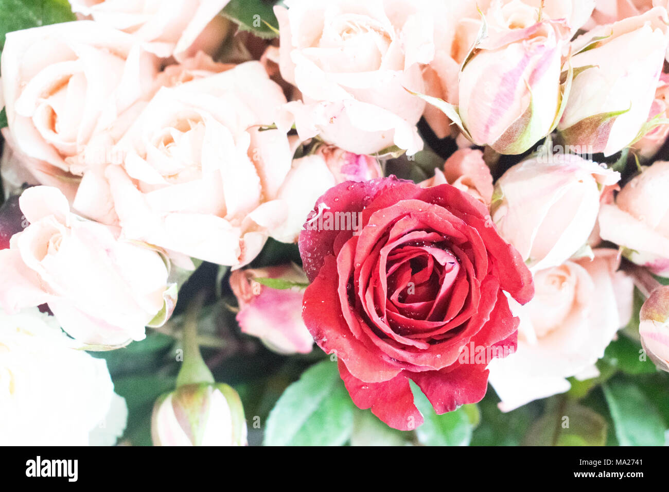 Single red rose around a white roses bouquet Stock Photo - Alamy