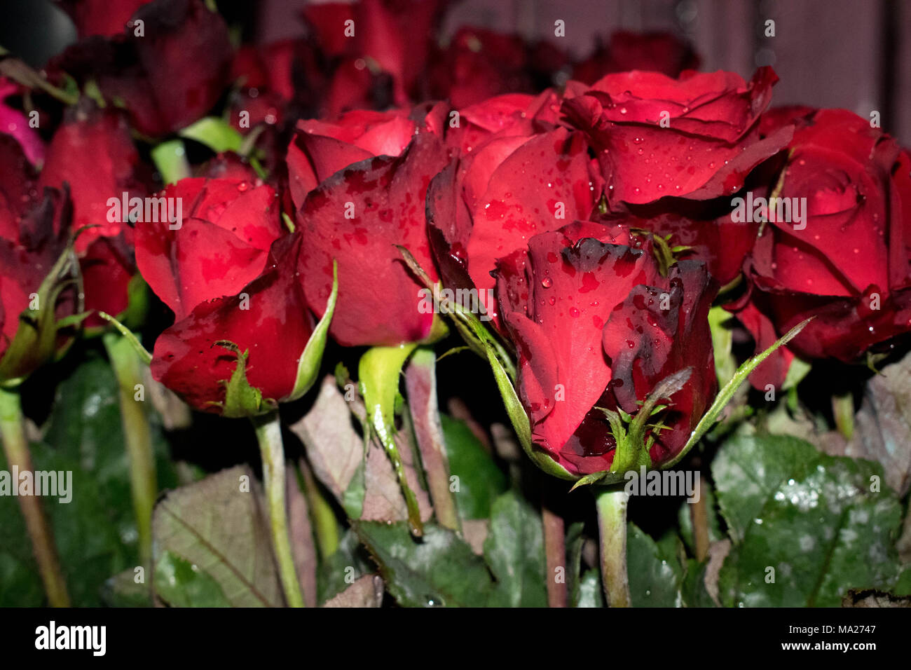 Red Roses vertical Stock Photo - Alamy