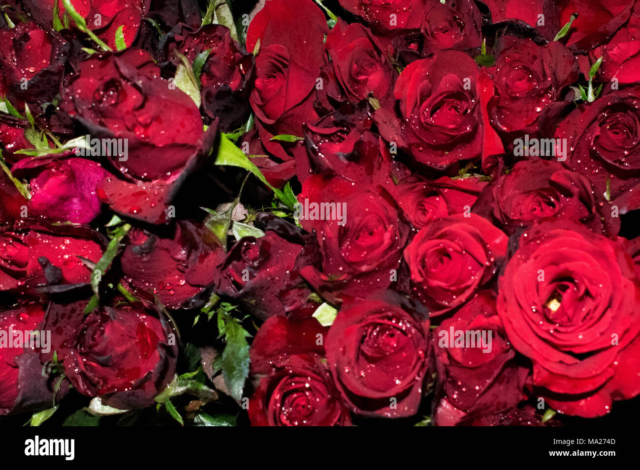 Bunch of red roses Stock Photo - Alamy