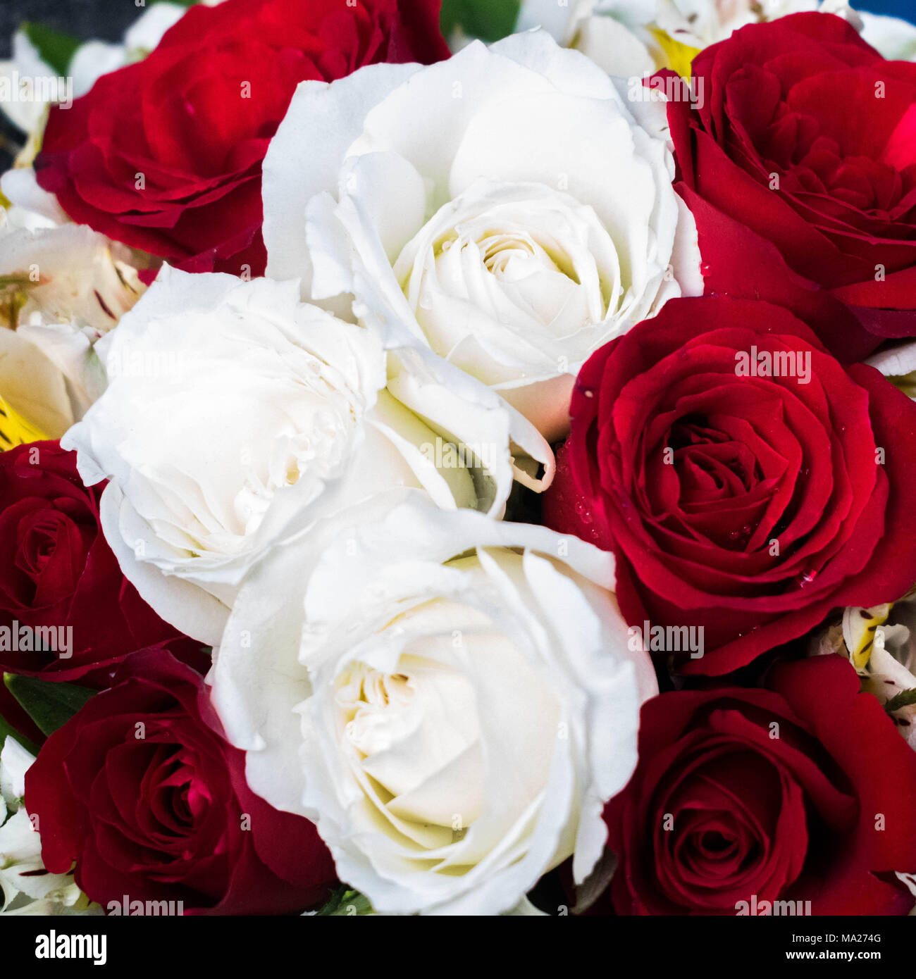 White and red roses bouquet Stock Photo - Alamy