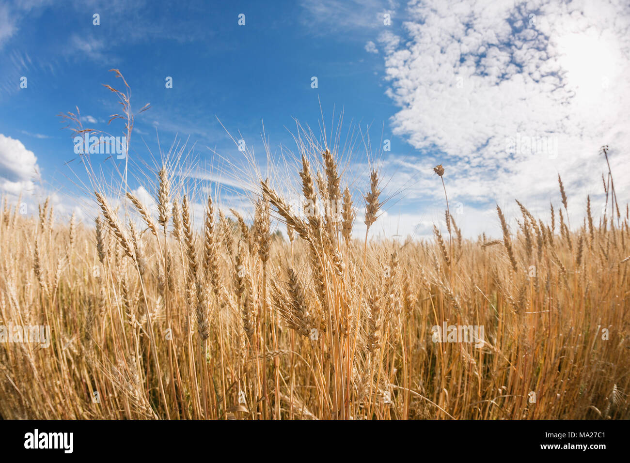 Ripe harvest, agricultural land. Gold wheat field and blue sky. Summer ...