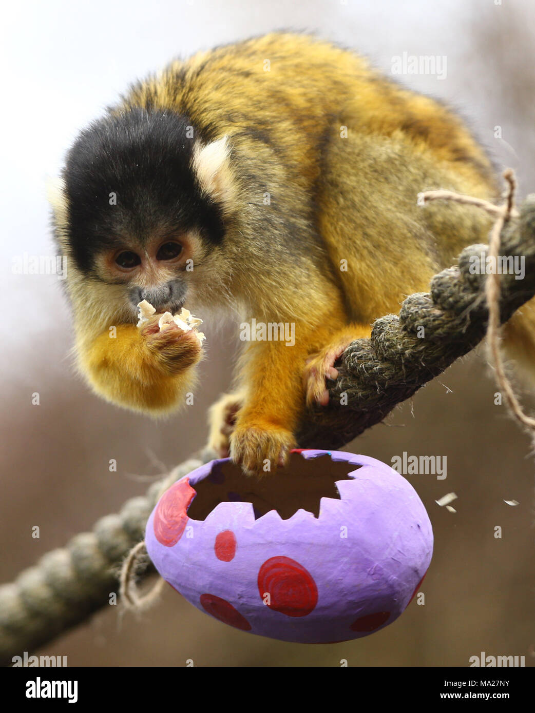 Black capped squirrel monkeys enjoying waxworm hi-res stock photography ...