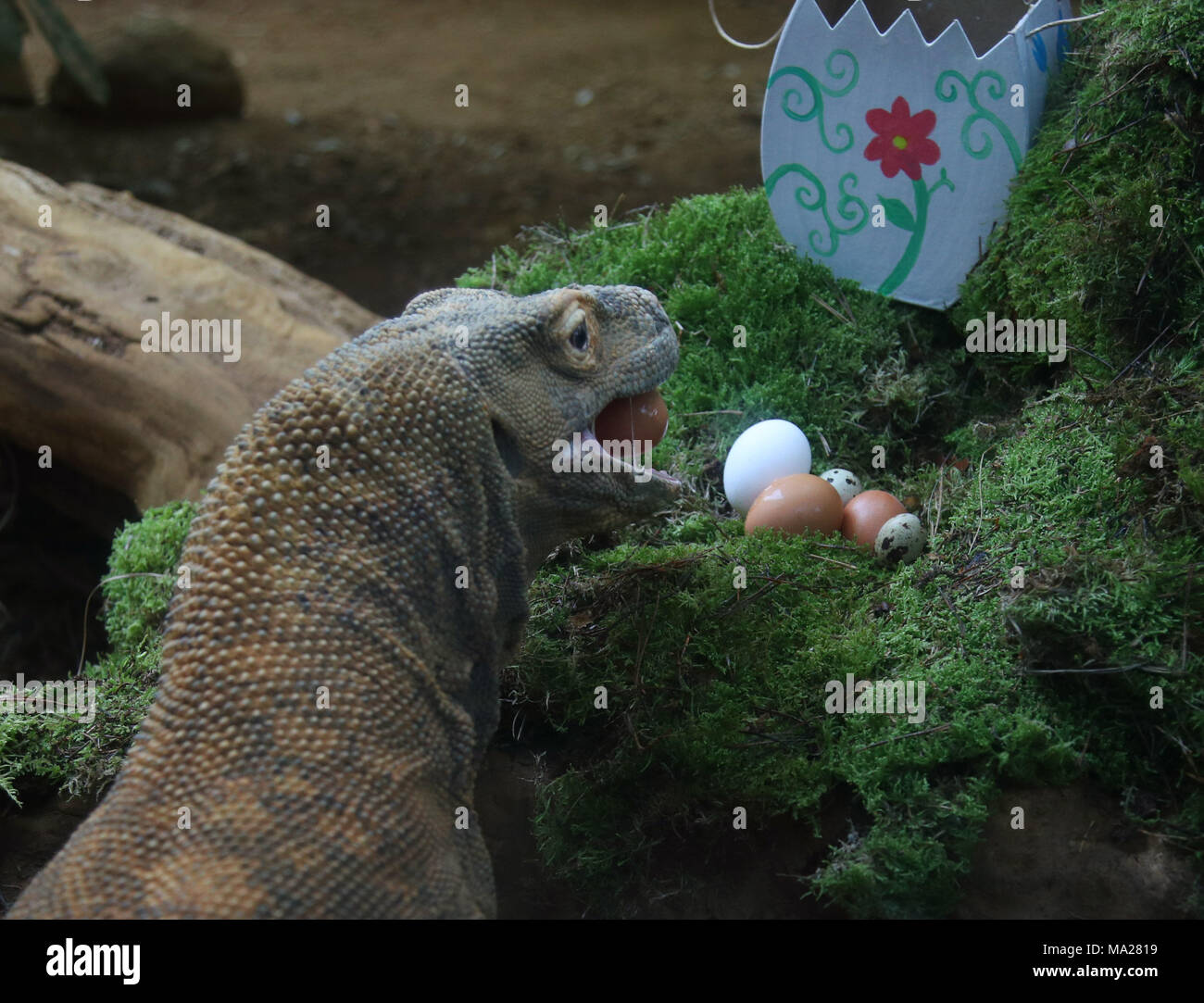 Ganas the komodo dragon chicken hi-res stock photography and images - Alamy