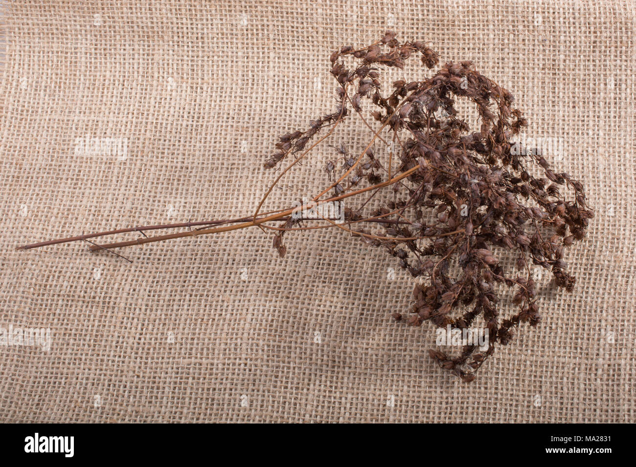 Beautiful colorful natural flowers in dry form Stock Photo - Alamy