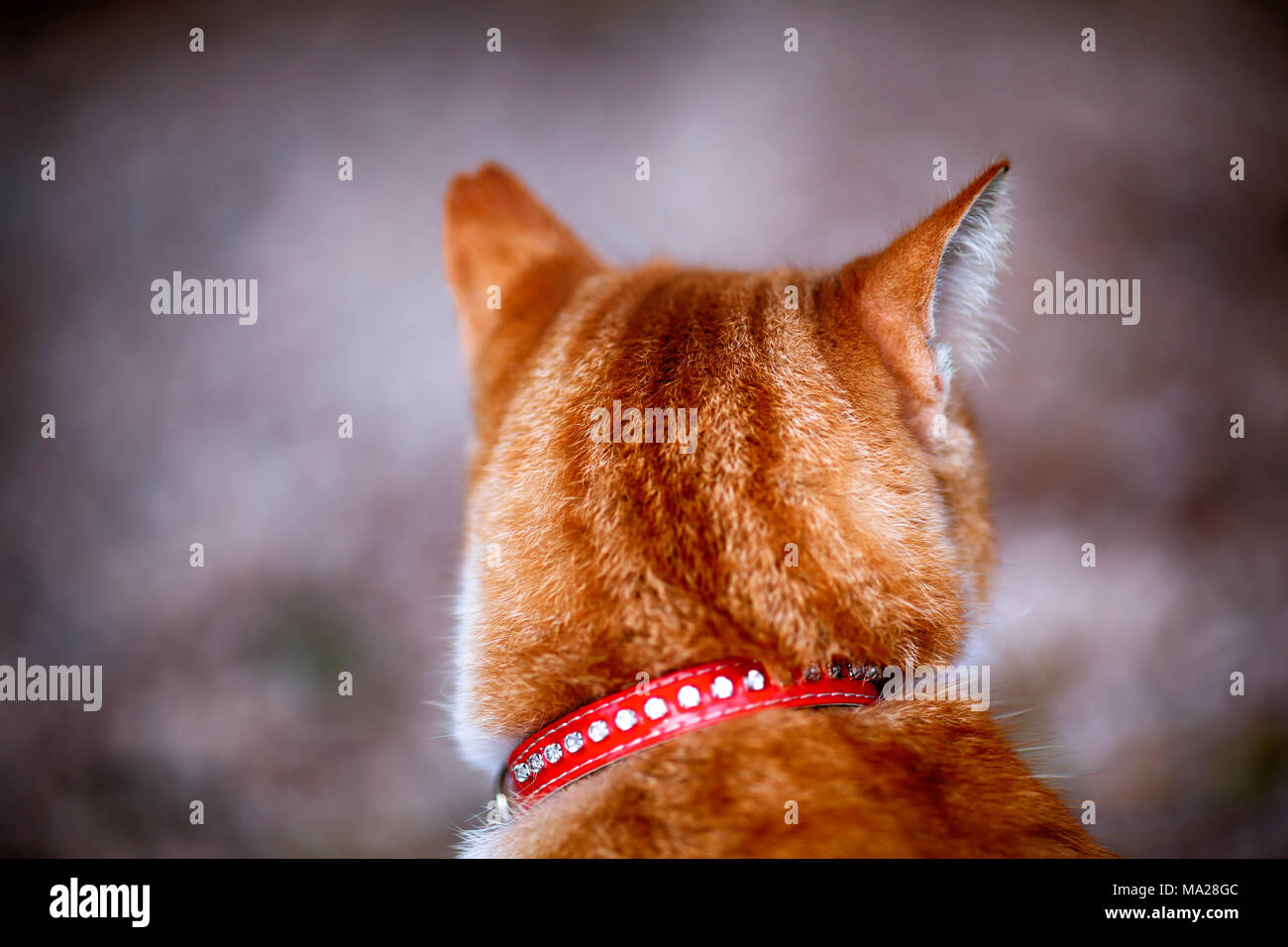 Cat Sitting Back Stock Photos & Cat Sitting Back Stock Images - Alamy