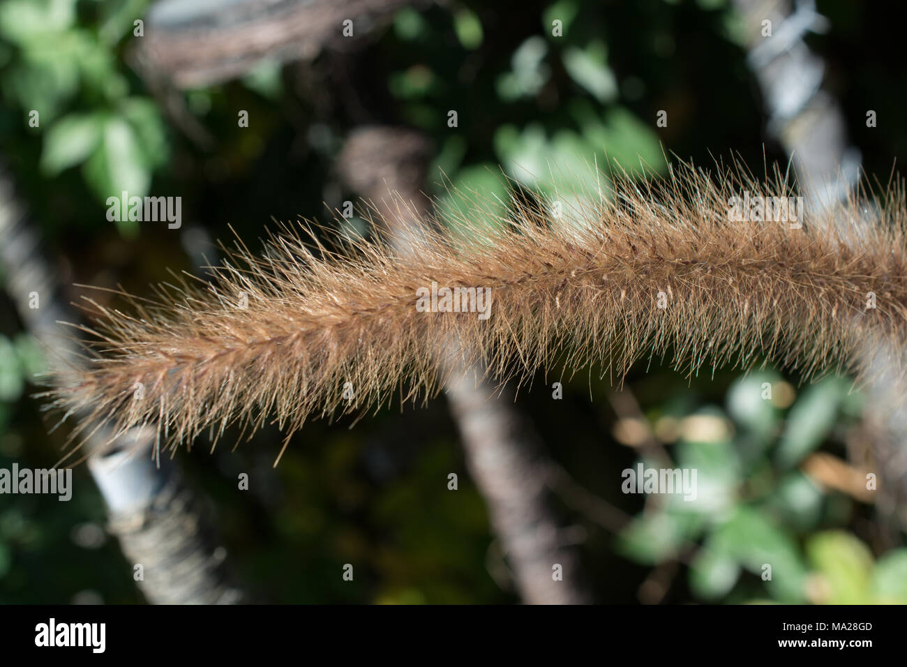 Beautiful colorful natural flowers in dry form Stock Photo - Alamy
