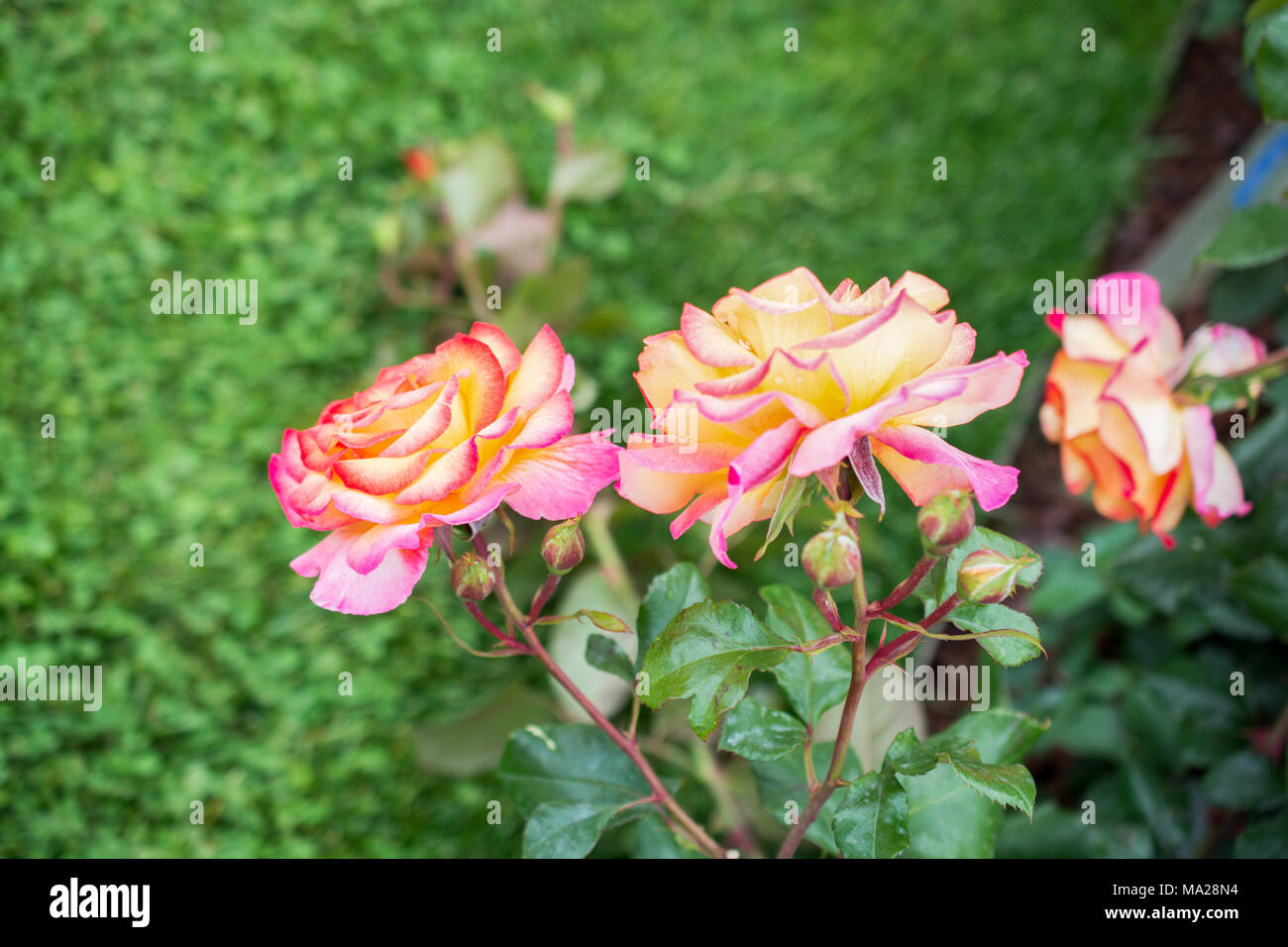 Blooming beautiful colorful roses in the garden background Stock Photo ...