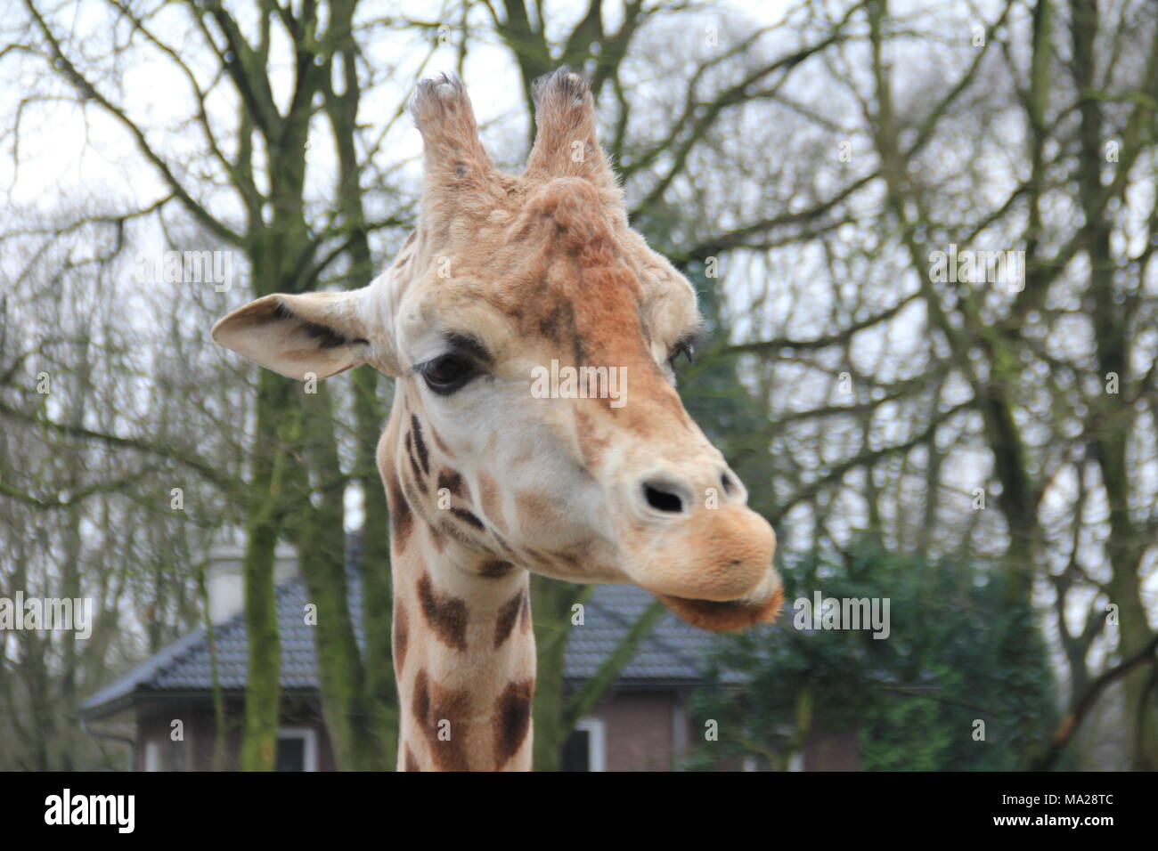 Okapi Eating High Resolution Stock Photography and Images - Alamy