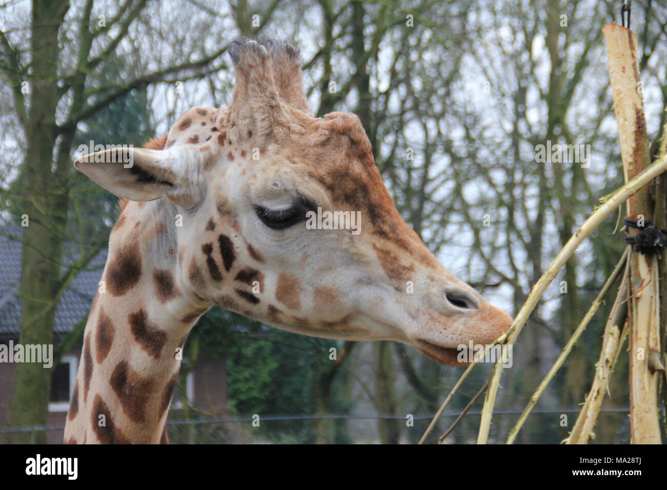 Giraffes eating fruit hi-res stock photography and images - Alamy