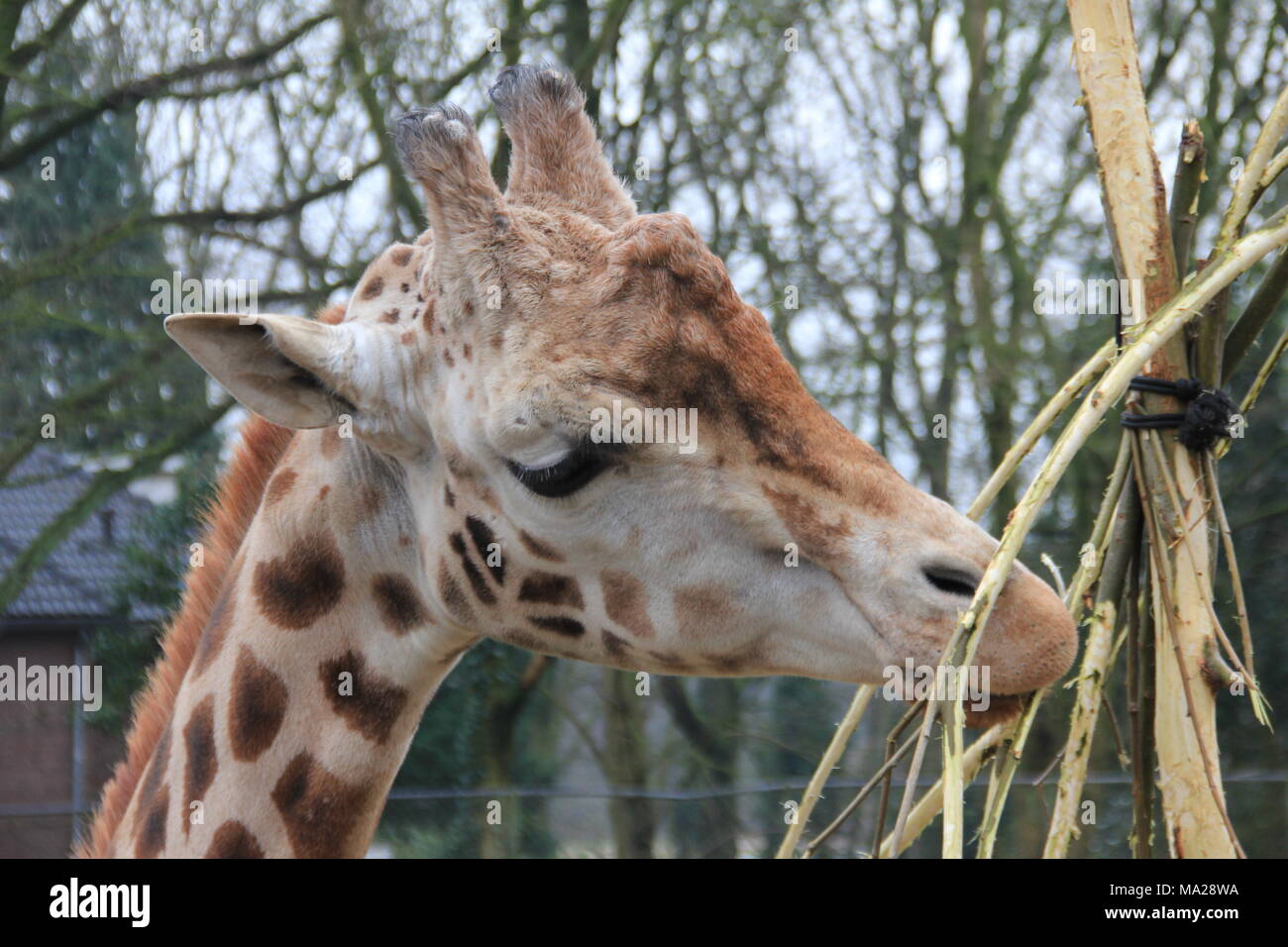 Giraffes eating fruit hi-res stock photography and images - Alamy