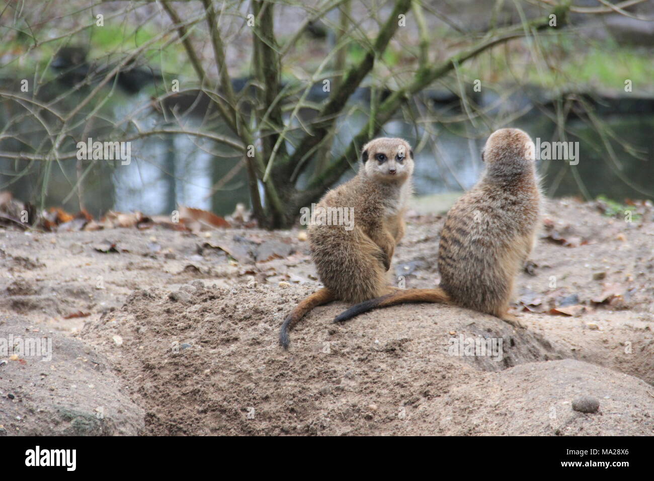 Family of meerkats Stock Photo - Alamy