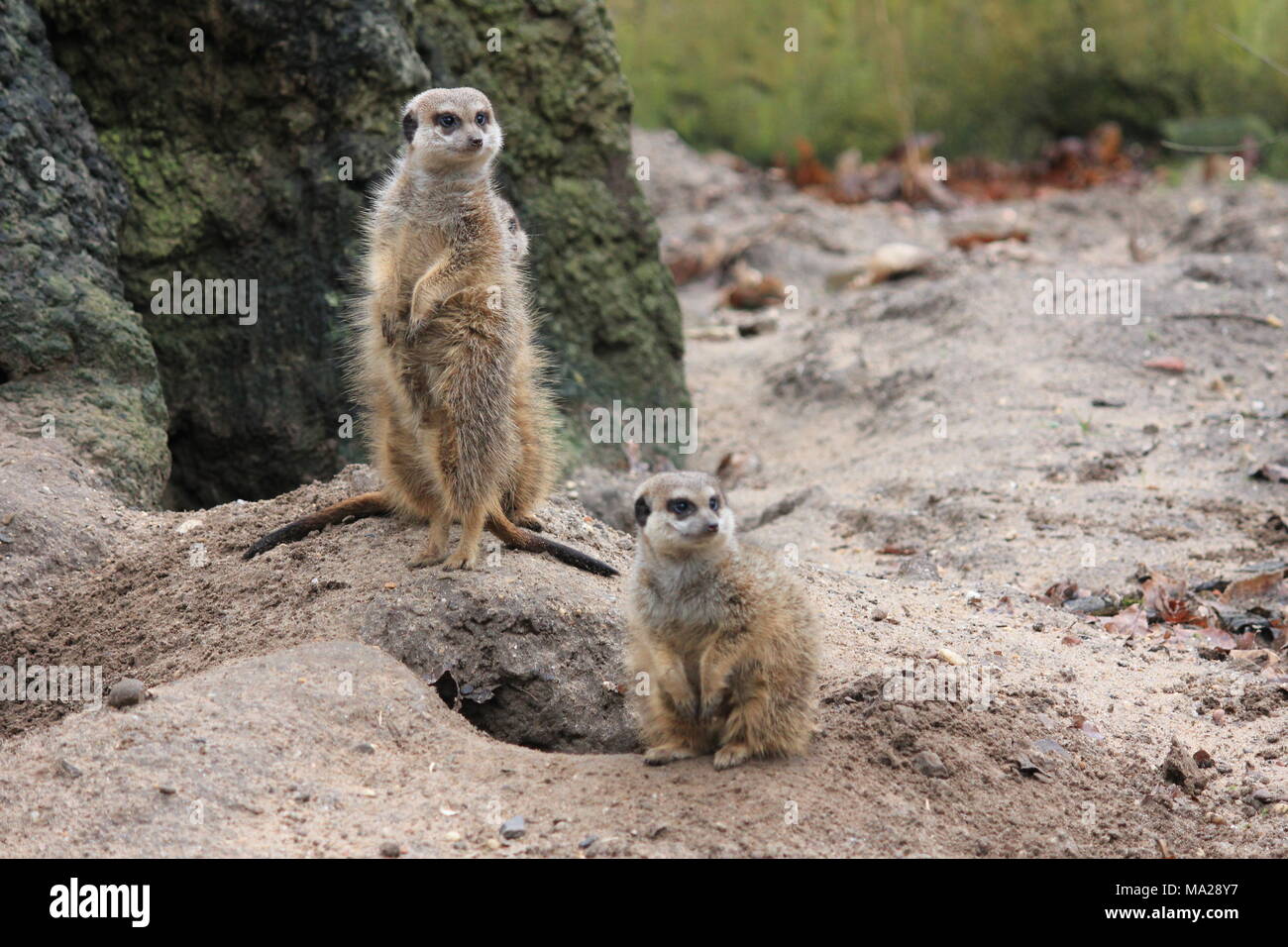Family of meerkats Stock Photo - Alamy
