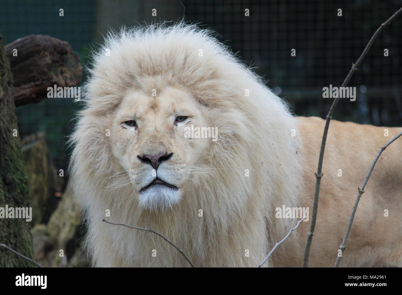 Lion in zoo Stock Photo - Alamy