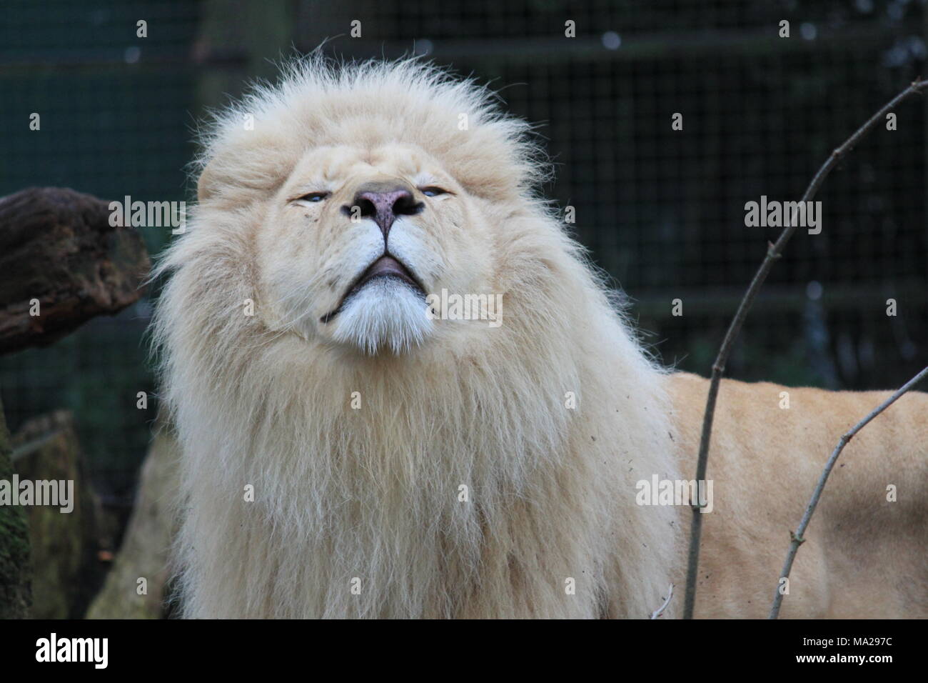 Lion in zoo Stock Photo - Alamy