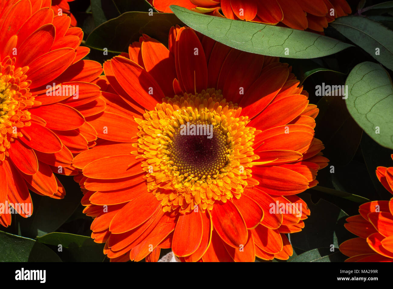 Beautiful colorful natural spring flowers in macro view Stock Photo - Alamy