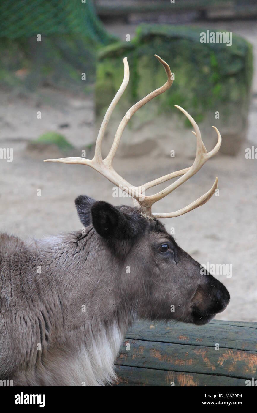 Reindeer in zoo Stock Photo - Alamy