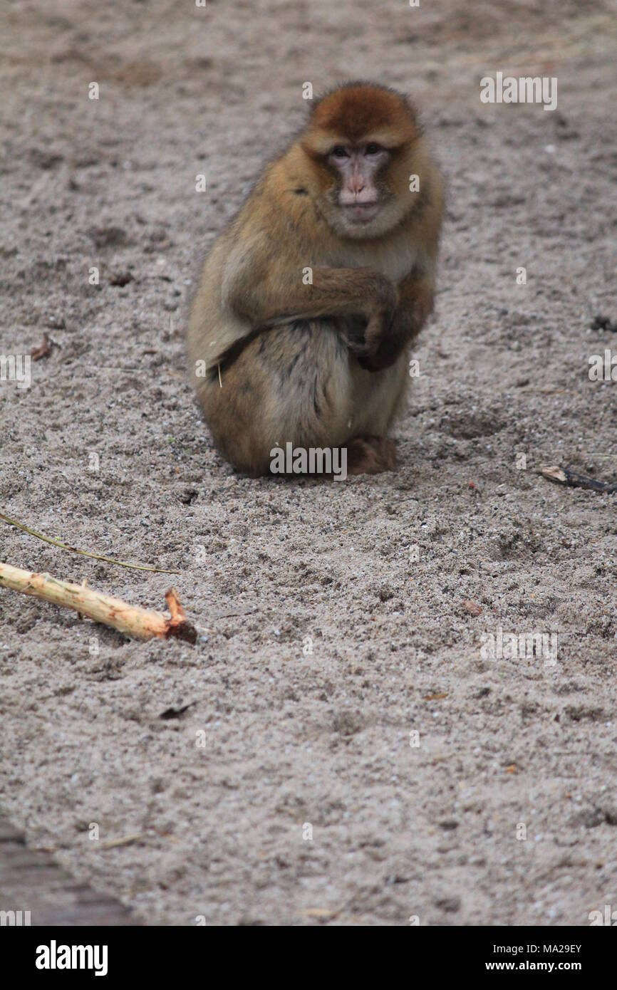 Monkey spiders hi-res stock photography and images - Alamy