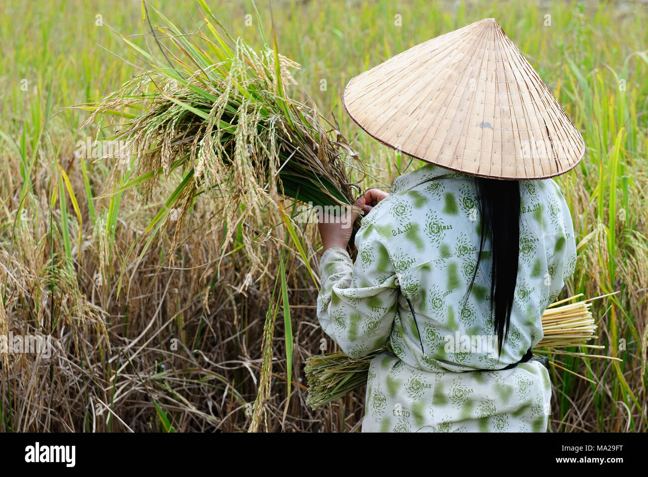 Asia farmers harvest rice at countryside in Vietnam Stock Photo - Alamy