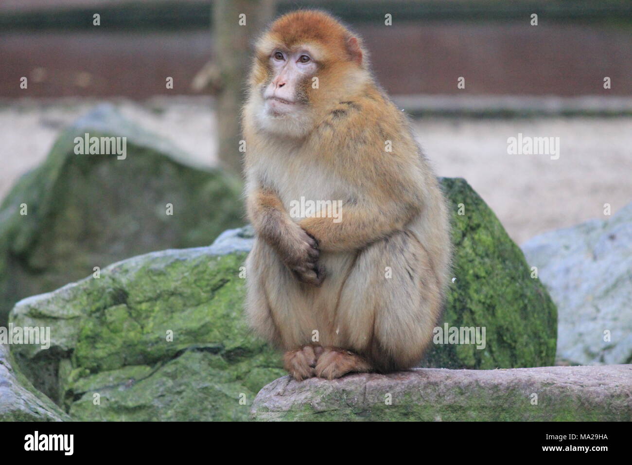 Monkey spiders hi-res stock photography and images - Alamy