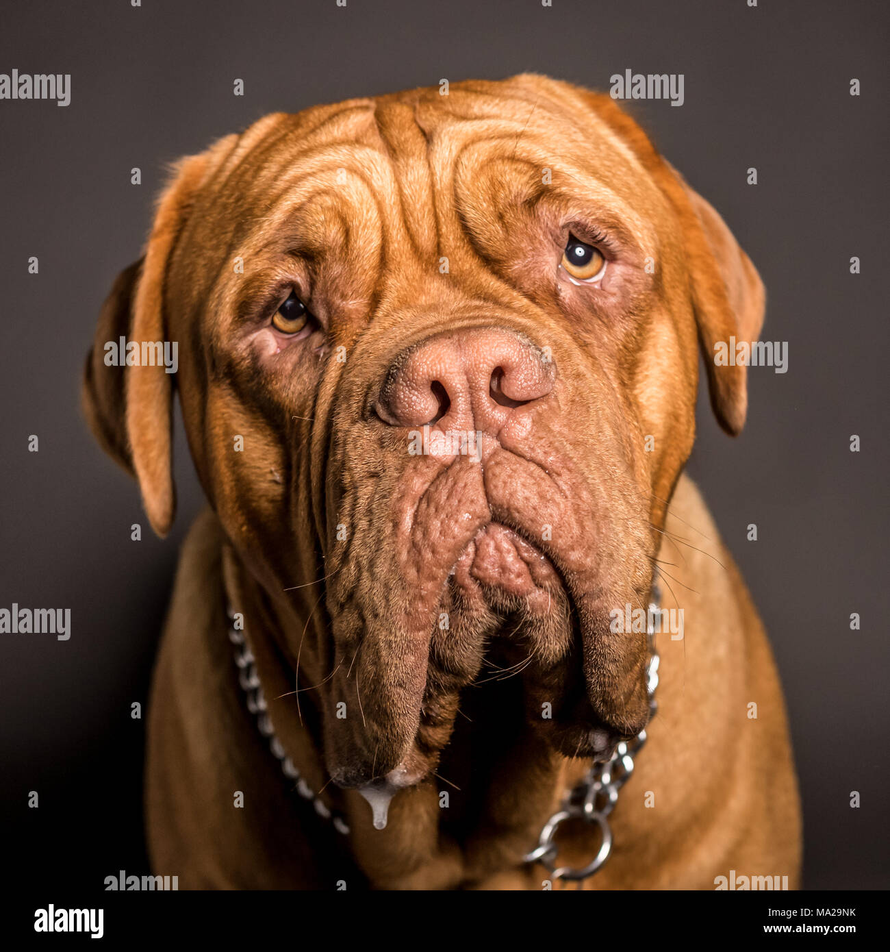 Dogue De Bordeaux High Resolution Stock Photography and Images - Alamy