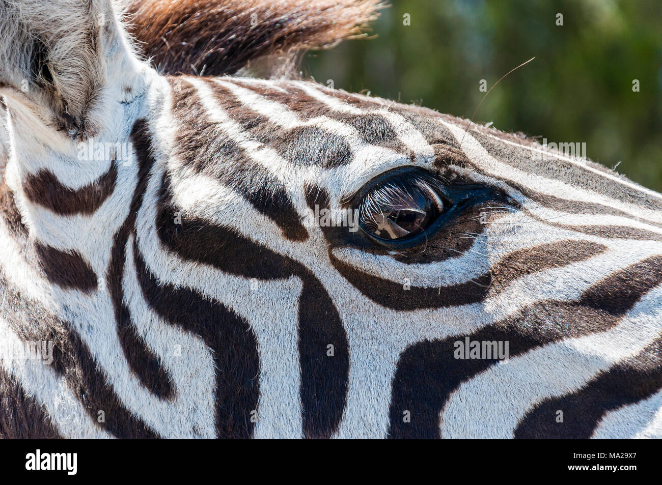 Close-up of Zebra's eye. African wild horse with black-and-white ...